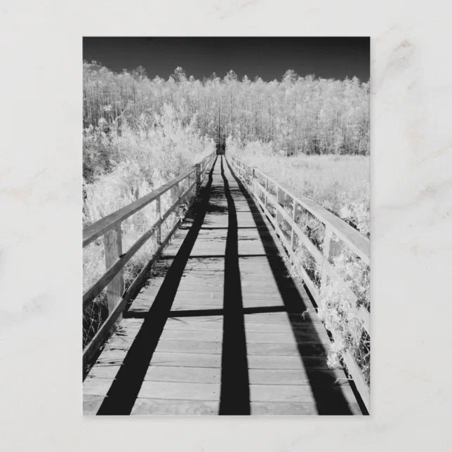 Corkscrew Swamp Sanctuary boardwalk, Florida, Postcard | Zazzle