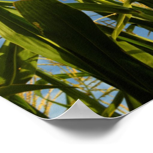 Corn field poster | Zazzle