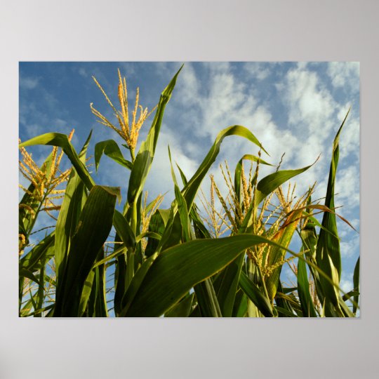 Corn field poster | Zazzle.com