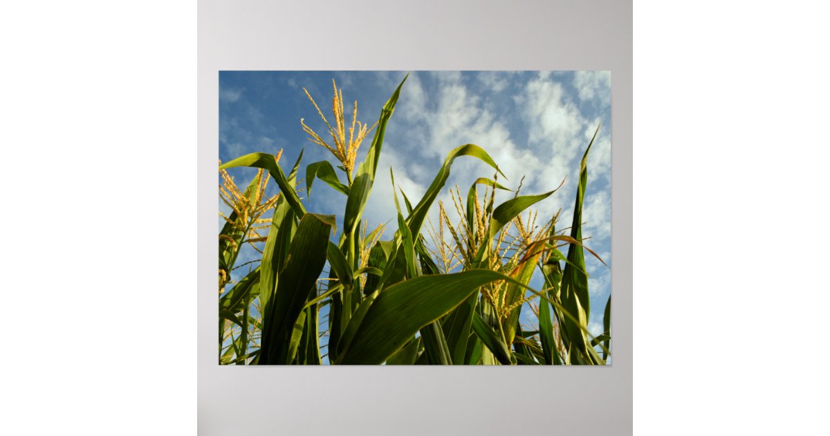 Corn field poster | Zazzle