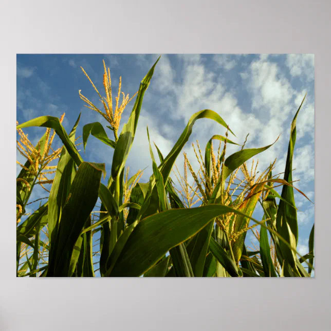 Corn field poster | Zazzle