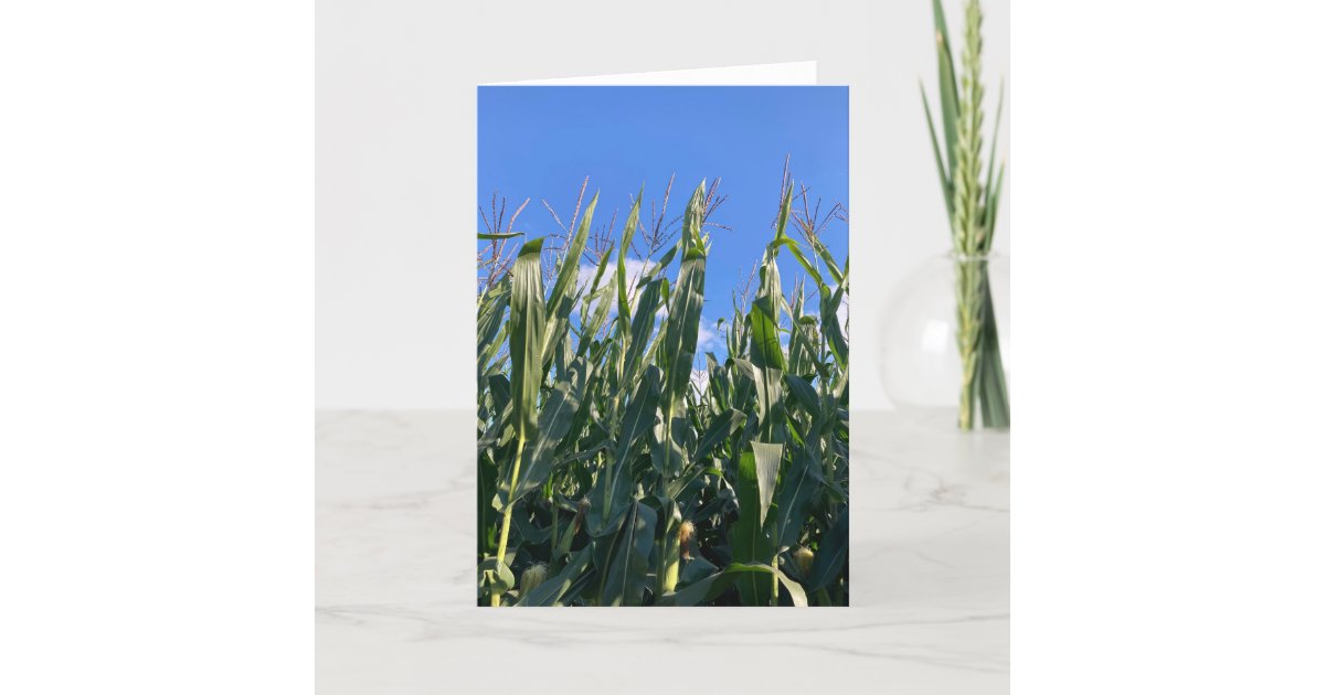 Corn Stalks Blank Thank You Card | Zazzle