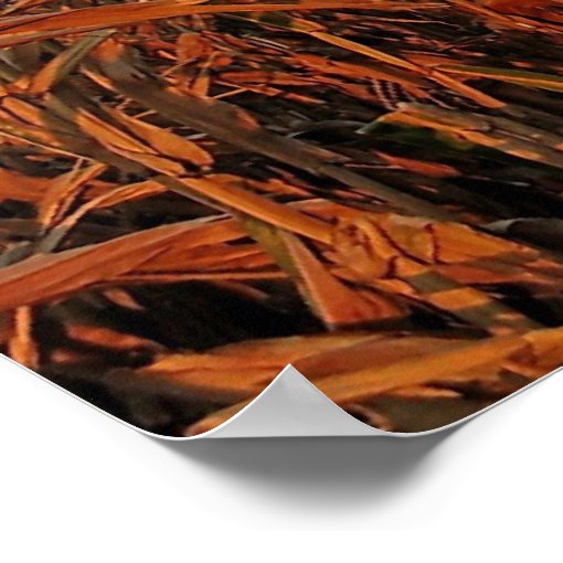 Cornfield Poster | Zazzle