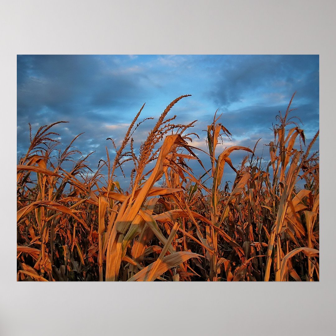 Cornfield Poster | Zazzle