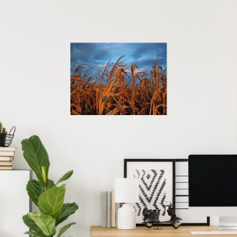 Cornfield Poster | Zazzle