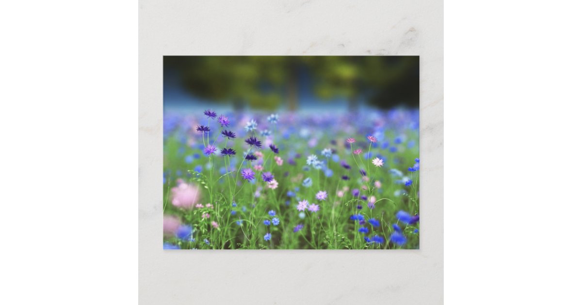 Cornflower Blue Postcard | Zazzle
