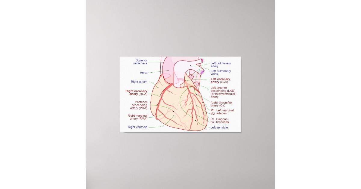Coronary Arteries Circulation Diagram Human Heart Canvas Print | Zazzle