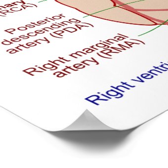 Coronary Arteries Circulation Diagram Human Heart Poster | Zazzle