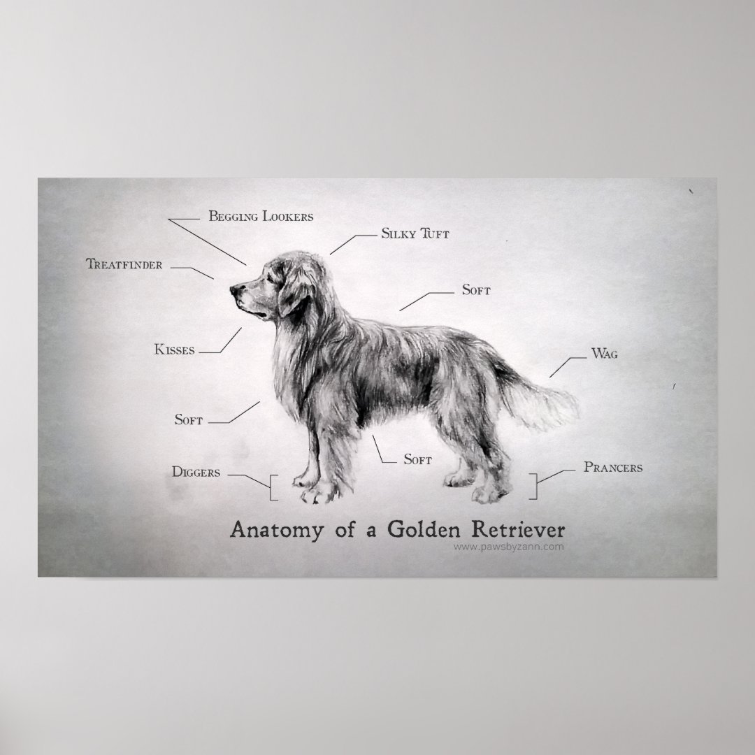 Correct Anatomy of a Golden Retriever Poster | Zazzle