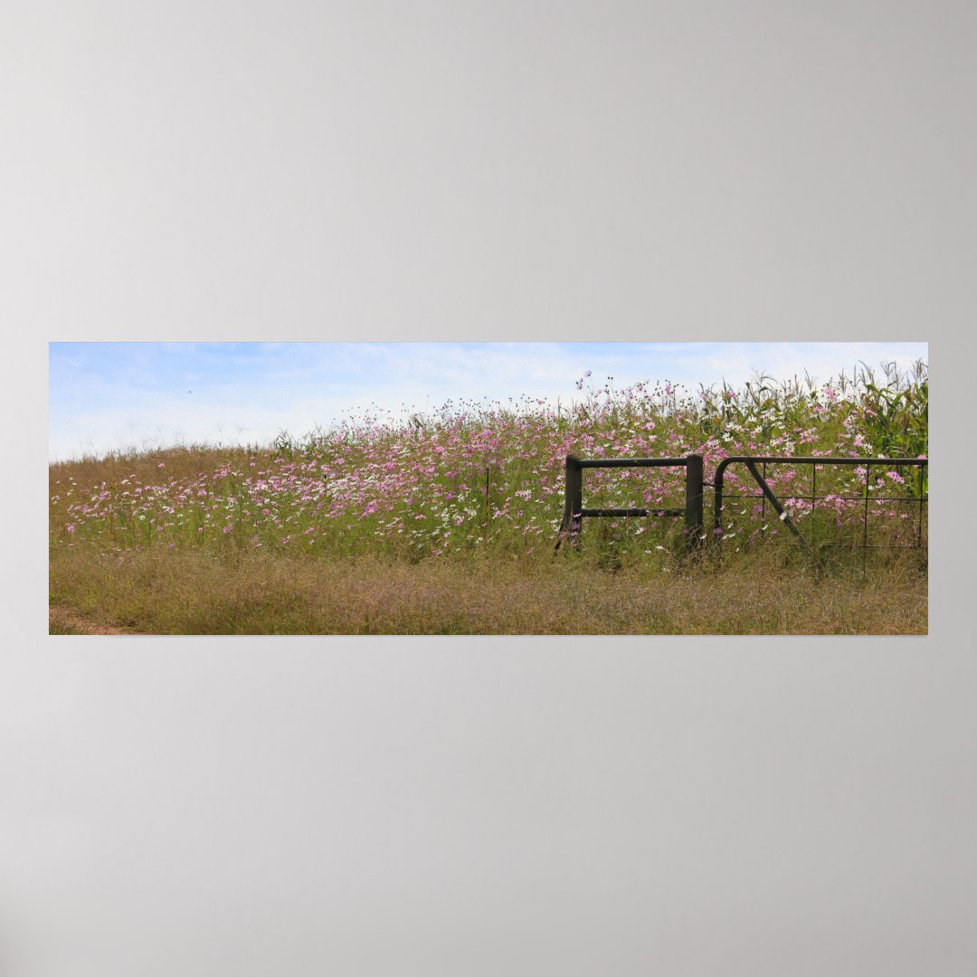 Cosmos Flowers along fence Poster | Zazzle