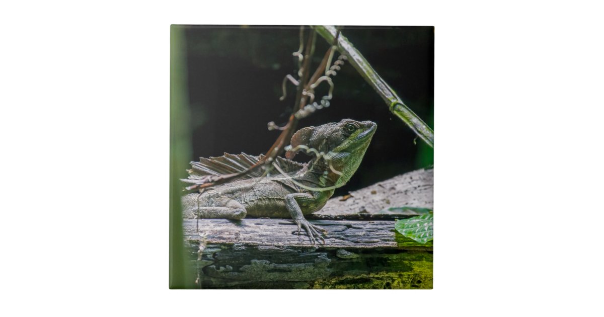 Costa Rica - Male Emerald Basilisk Lizard Ceramic Tile | Zazzle