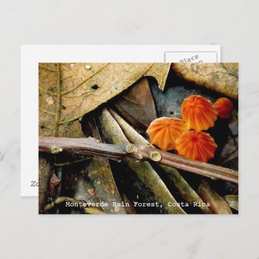 Costa Rica Monteverde Rainforest Postcard | Zazzle