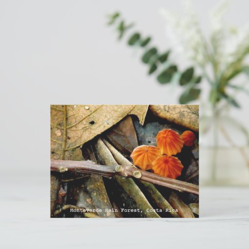 Costa Rica Monteverde Rainforest Postcard | Zazzle