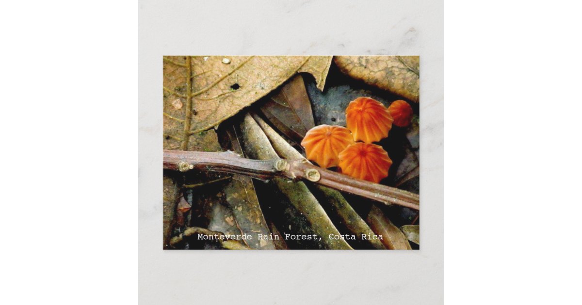 Costa Rica Monteverde Rainforest Postcard | Zazzle
