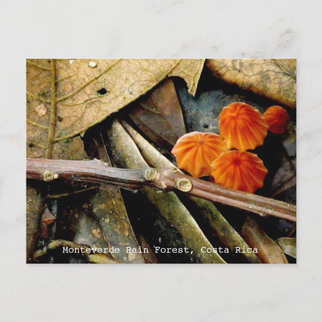 Costa Rica Monteverde Rainforest Postcard | Zazzle