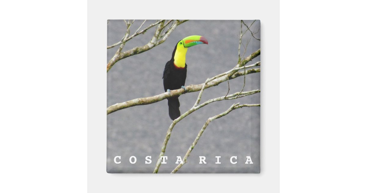 Costa Rica Toucan Souvenir Magnet | Zazzle