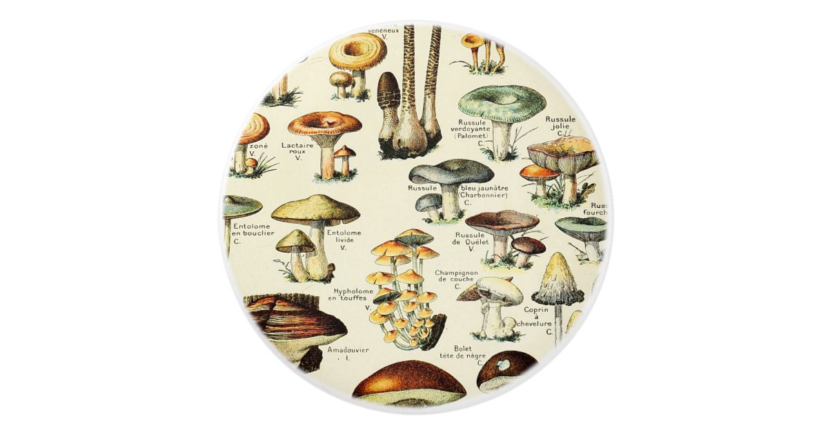 Cottagecore Mushrooms Vintage Naturalist Ceramic Knob | Zazzle