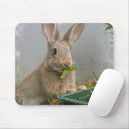 Cottontail Rabbit Mouse Pad | Zazzle