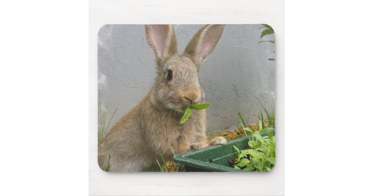 Cottontail Rabbit Mouse Pad | Zazzle