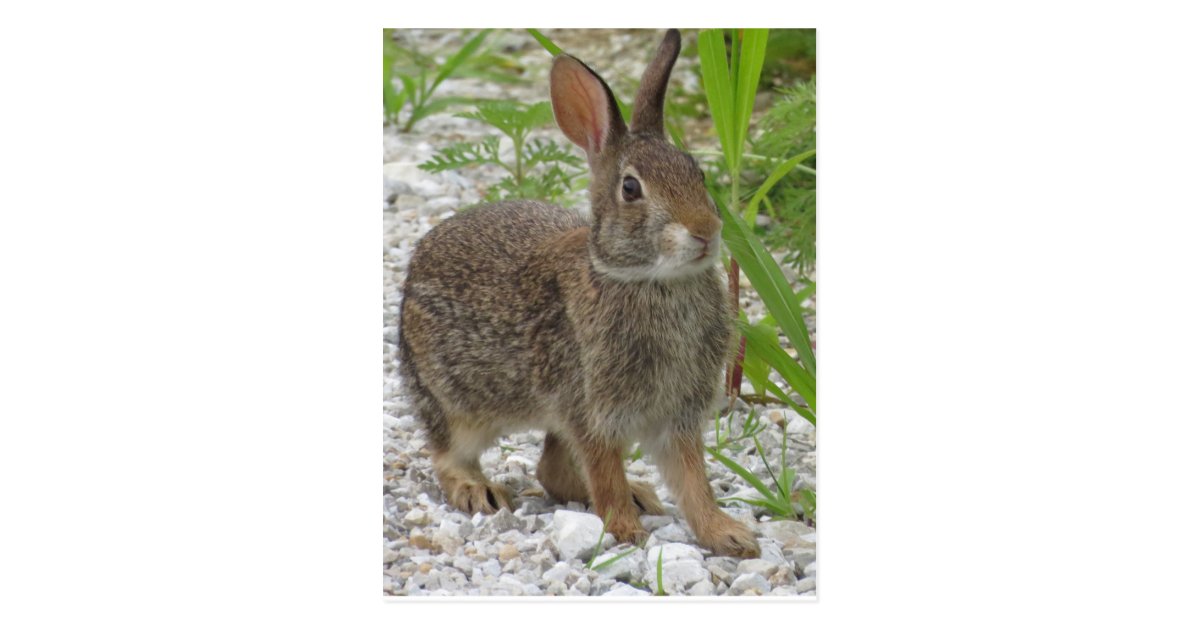 Cottontail Rabbit Postcard | Zazzle.com