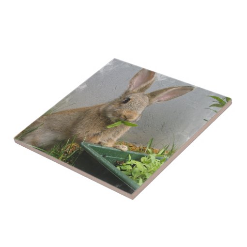Cottontail Rabbit Tile | Zazzle