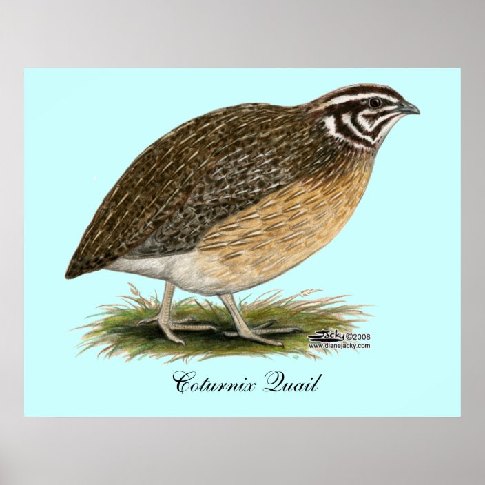 Coturnix Pharaoh Quail Poster | Zazzle.com