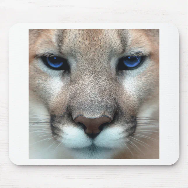 Cougar cub mouse pad | Zazzle