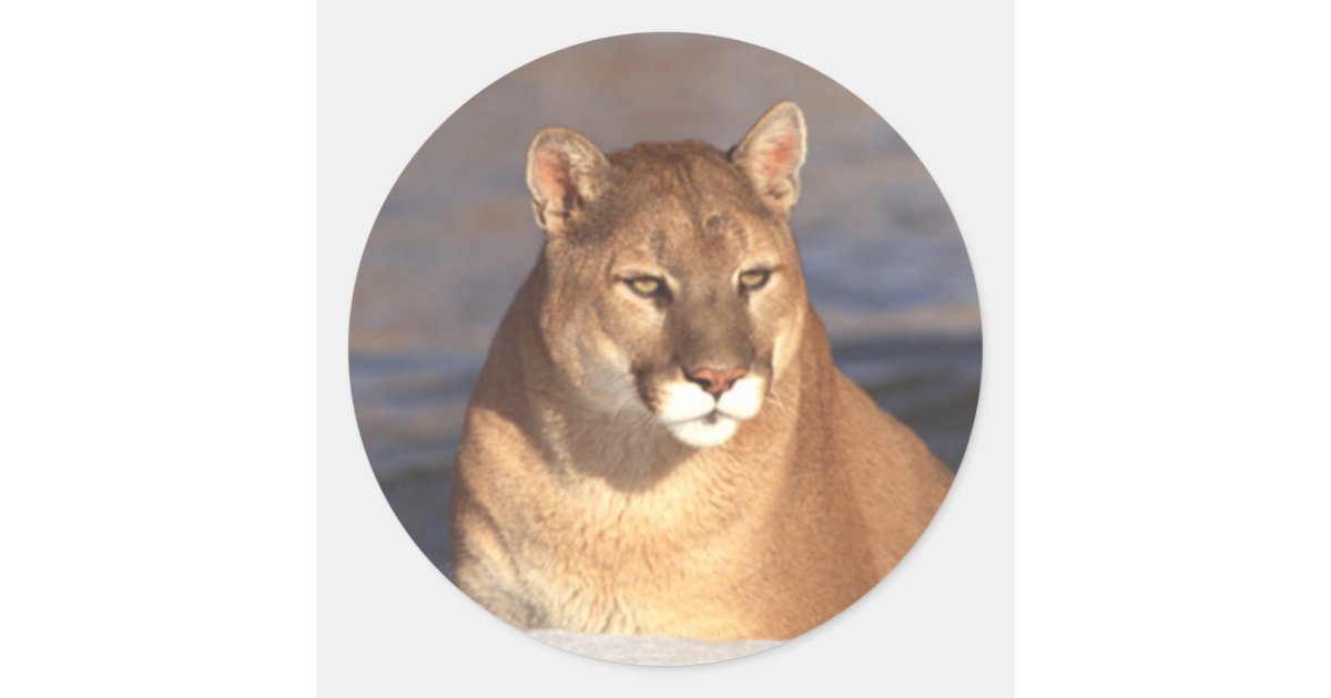 Cougar Face Classic Round Sticker | Zazzle