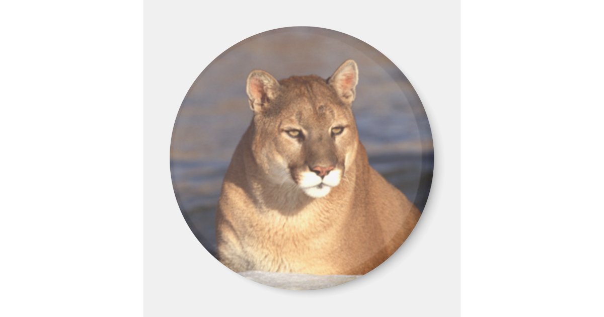 Cougar Face Magnet | Zazzle