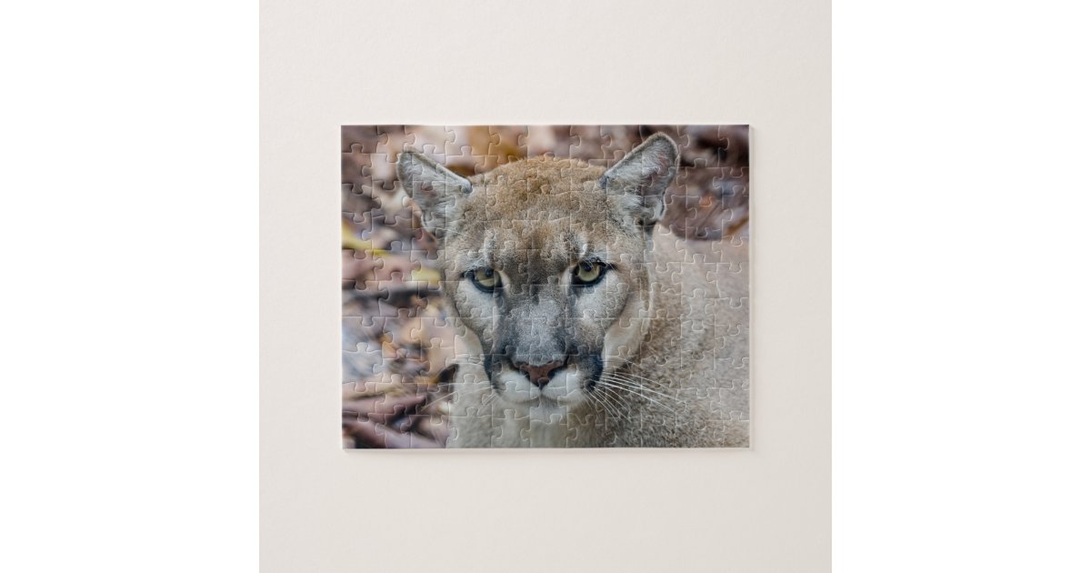 Cougar, mountain lion, Florida panther, Puma Jigsaw Puzzle | Zazzle