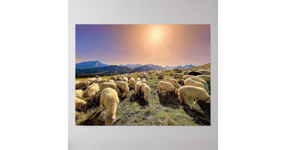 Counting Sheeps Poster | Zazzle