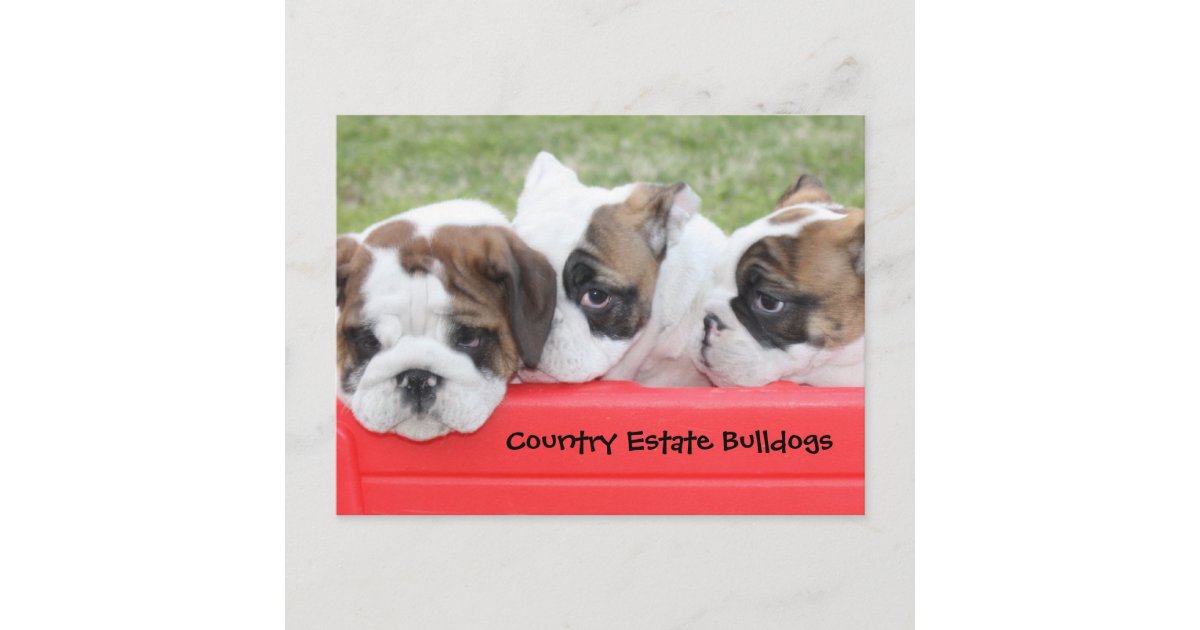 Country Estate Bulldogs Puppy Wagon Postcard | Zazzle