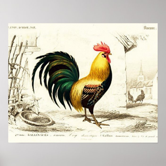 Country Rooster Vintage home wall decor | Zazzle.com