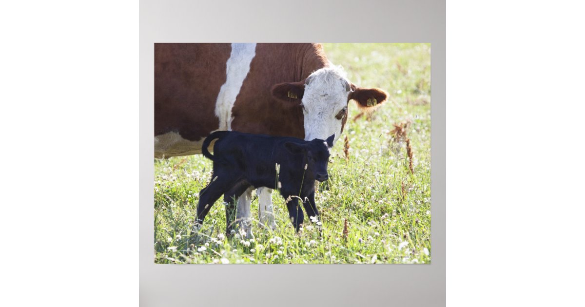 Cow and calf poster | Zazzle
