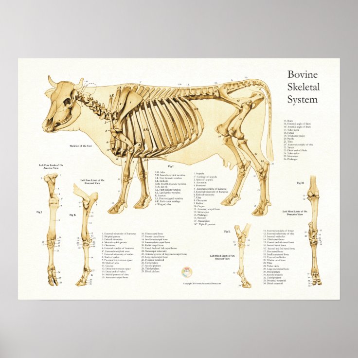 Cow Bovine Skeletal Anatomy Poster | Zazzle