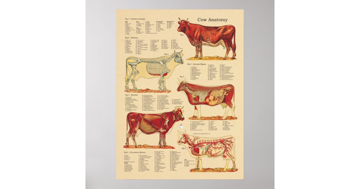 Cow Bovine Veterinary Anatomy Chart | Zazzle