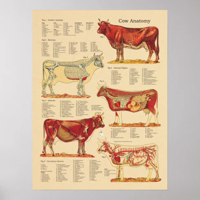 Bovine Anatomy Chart Dairy Skillathon Study Series: External Anatomy