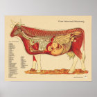 Bovine Cow Internal Anatomy Poster | Zazzle.com