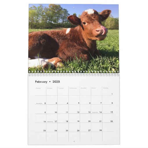 Cow Calendar | Zazzle