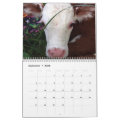 Cow Calendar | Zazzle
