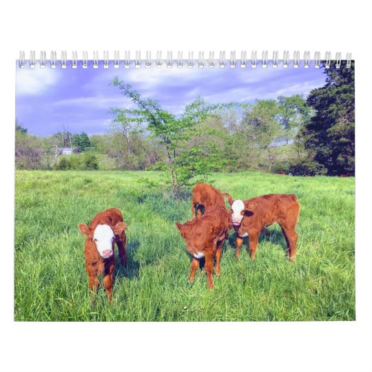 Cow Calendar | Zazzle.com