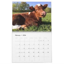 Cow Calendar | Zazzle