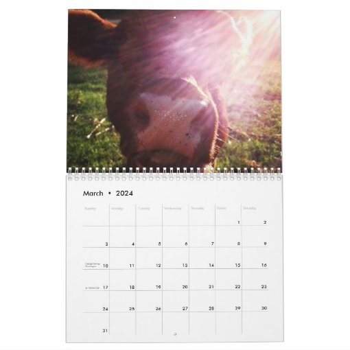 Cow Calendar | Zazzle