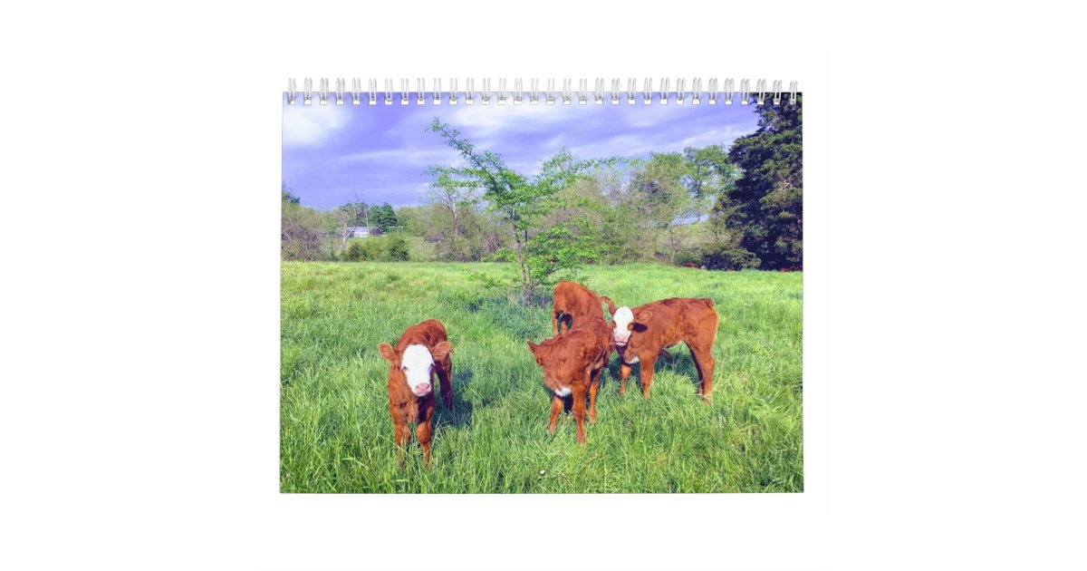 Cow Calendar | Zazzle