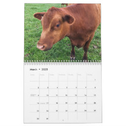 Cow Calendar | Zazzle