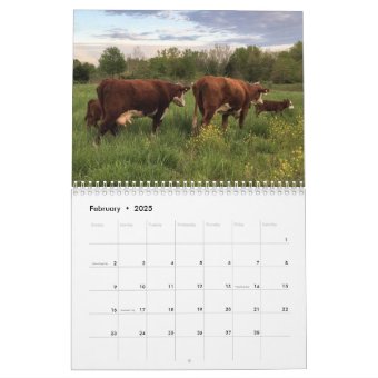 Cow Calendar | Zazzle