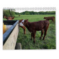 Cow Calendar | Zazzle