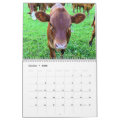 Cow Calendar | Zazzle