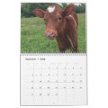 Cow Calendar | Zazzle