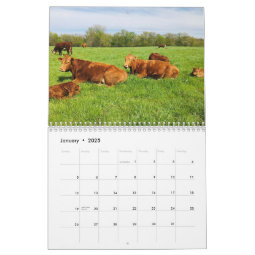 Cow Calendar | Zazzle